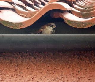 English Plants: BUPA and RSPB's House Sparrow Project