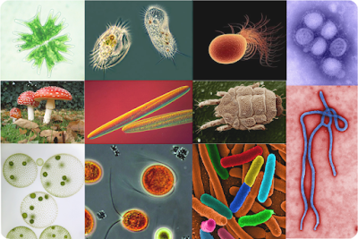 Ciência Informativa: O incrível mundo microbiano