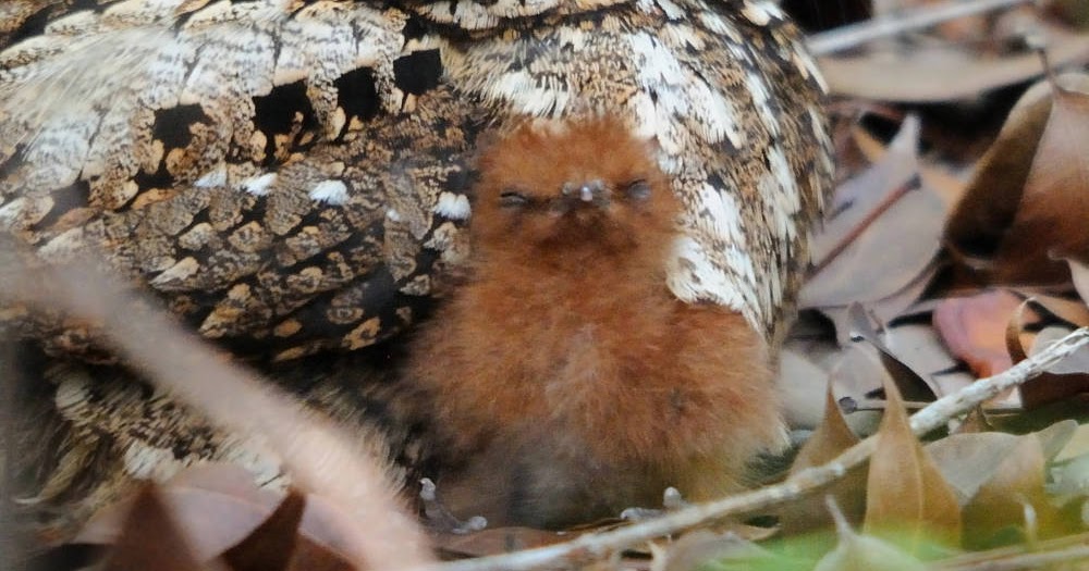 Earth and Space News: Puerto Rican Nightjars: Earth Month 2019, Puerto ...
