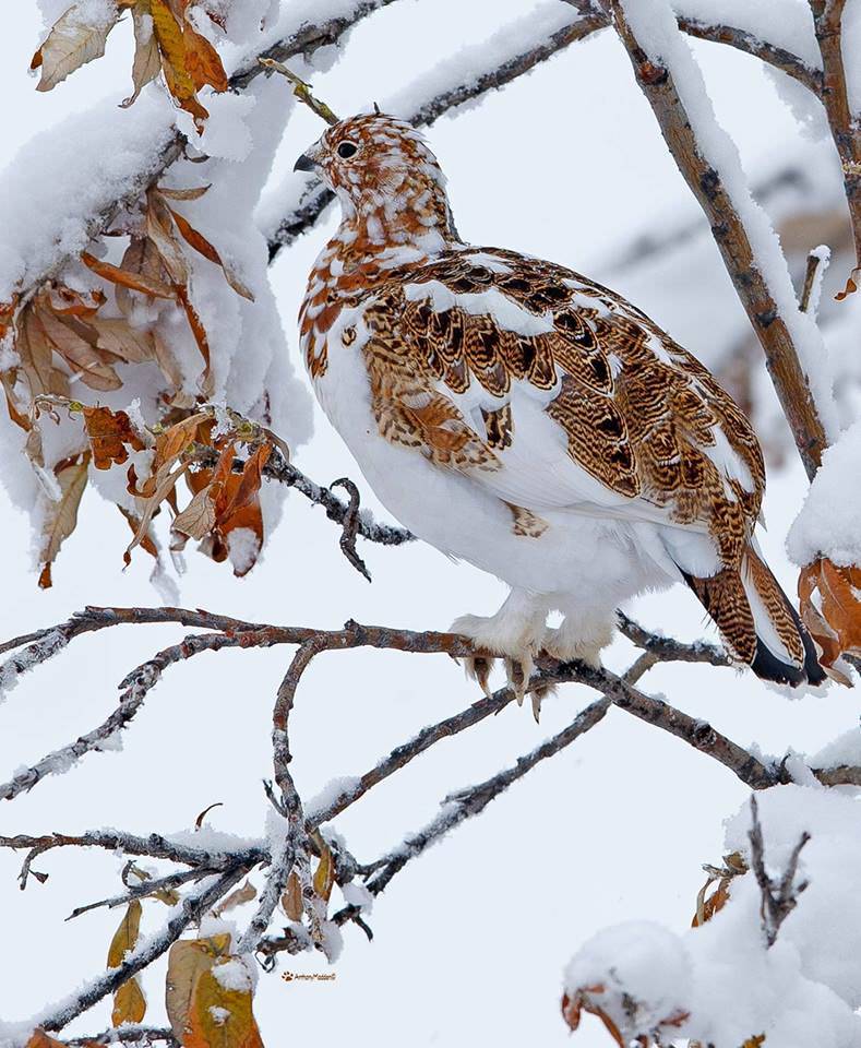 Alaskan state bird Willow Ptarmigan (Lagopus lagopus) blending in with ...
