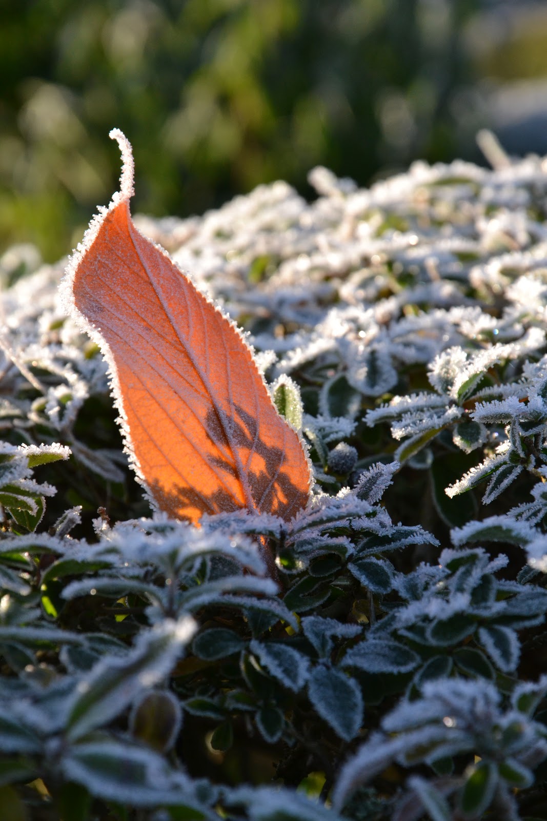 Michelles Verden: Frost-billeder