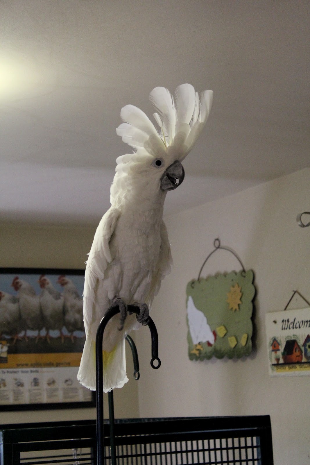 Crazy & Crooked: I photographed a Cockatoo and lived to tell the story