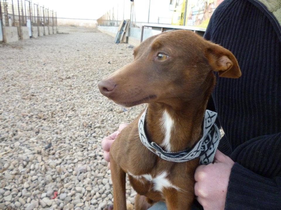 TERRE DES LEVRIERS: Les Podencos