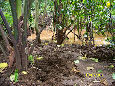 GUAMYoungChampions: An Invasive Species: Feral Pigs