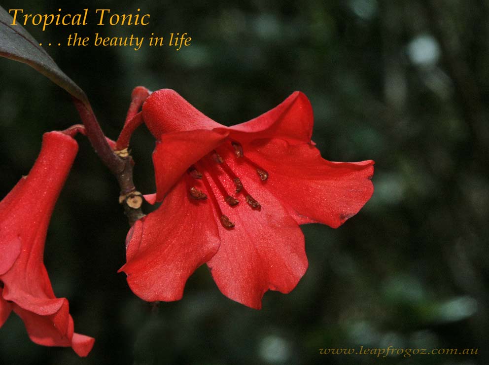 BunyipCo: March 2012