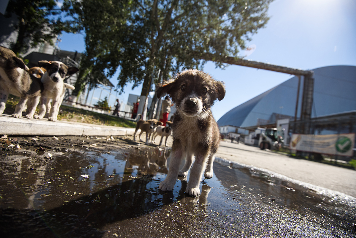 The Forgotten Dogs of Chernobyl | Australian Dog Lover