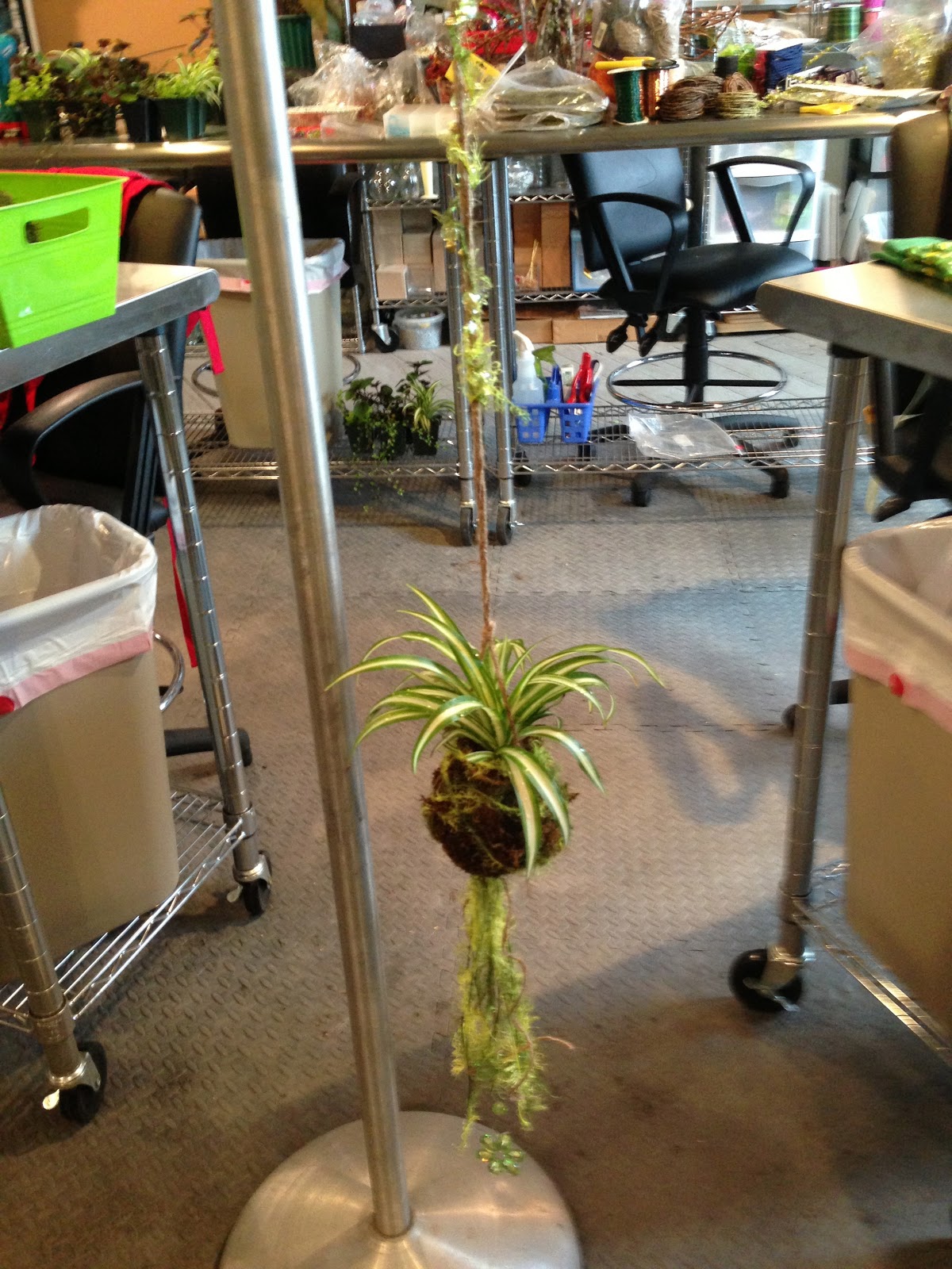 flower classroom: Terrarium & Kokedama Class Saturday June 22nd 10-2