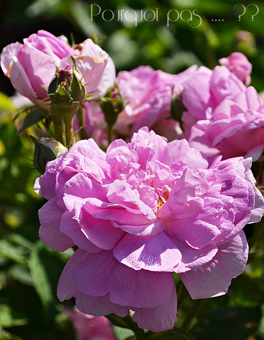 Pourquoi pas .... ??: Sirop de pétales de roses de Damas