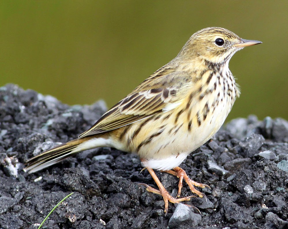 Another Bird Blog: Mostly Mipits