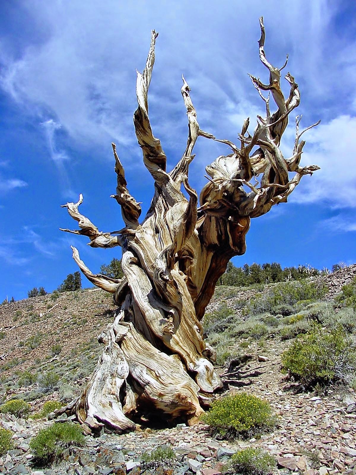 Fieggentrio: Bijzondere en bekende bomen