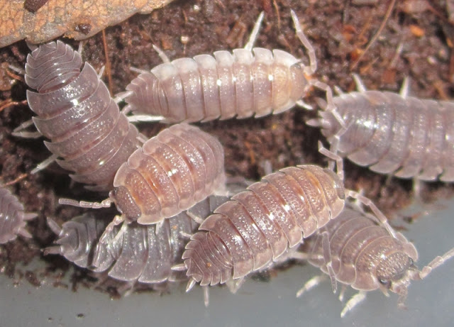 Invertebrate Dude: Isopods & African Bullet Roaches