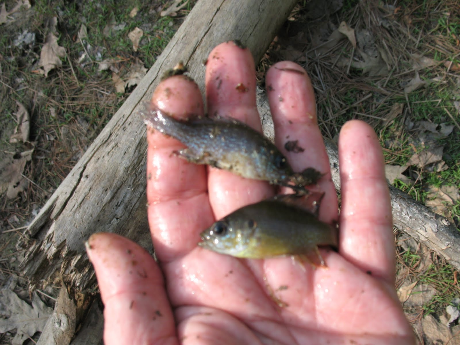 Sensible Survival: Make a Minnow Trap from a Two Liter Plastic Bottle