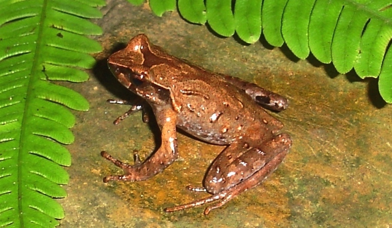 Species New to Science: [Herpetology • 2020] Megophrys awuh, M. dzukou ...