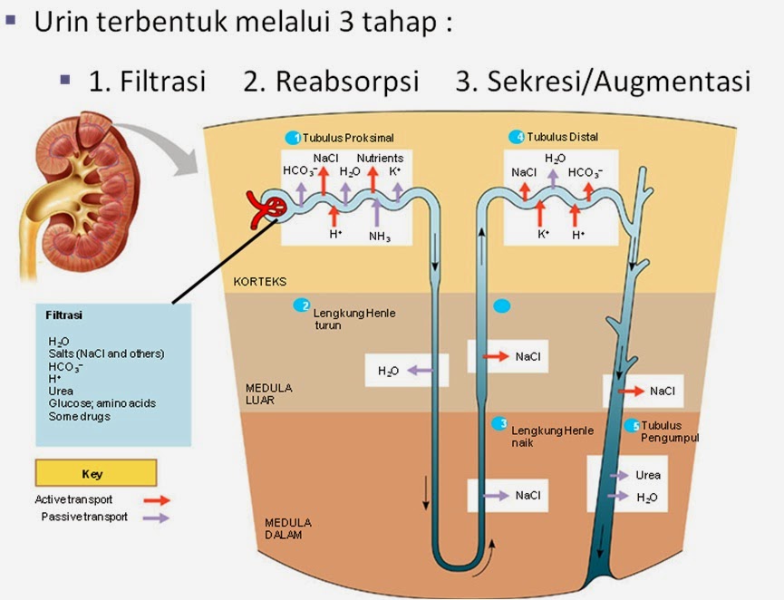 Welcome To Study Home: SISTEM EKSKRESI PADA MANUSIA MATERI IPA SMP KLS IX