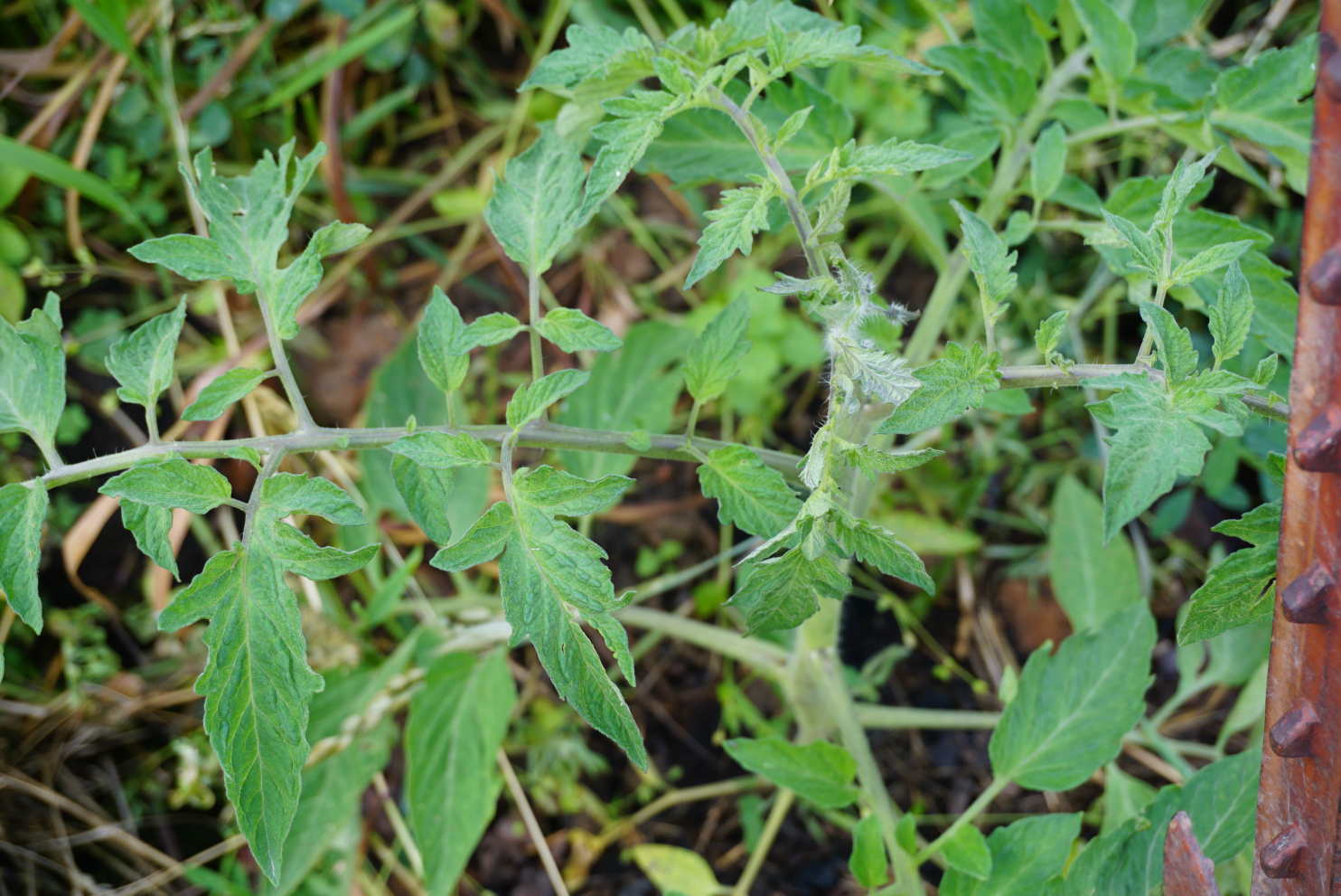 Larry Zoro: Spindly Plants in a Straw Bale Garden