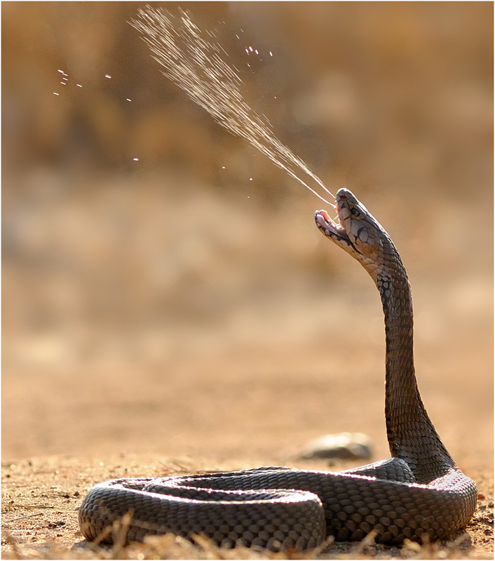 Snakes: Spitting Cobra