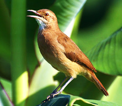 Birds of the World: Rufous hornero