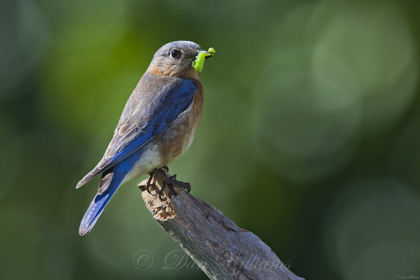 Dan Williams Bird Photography: Bluebirds in Spring