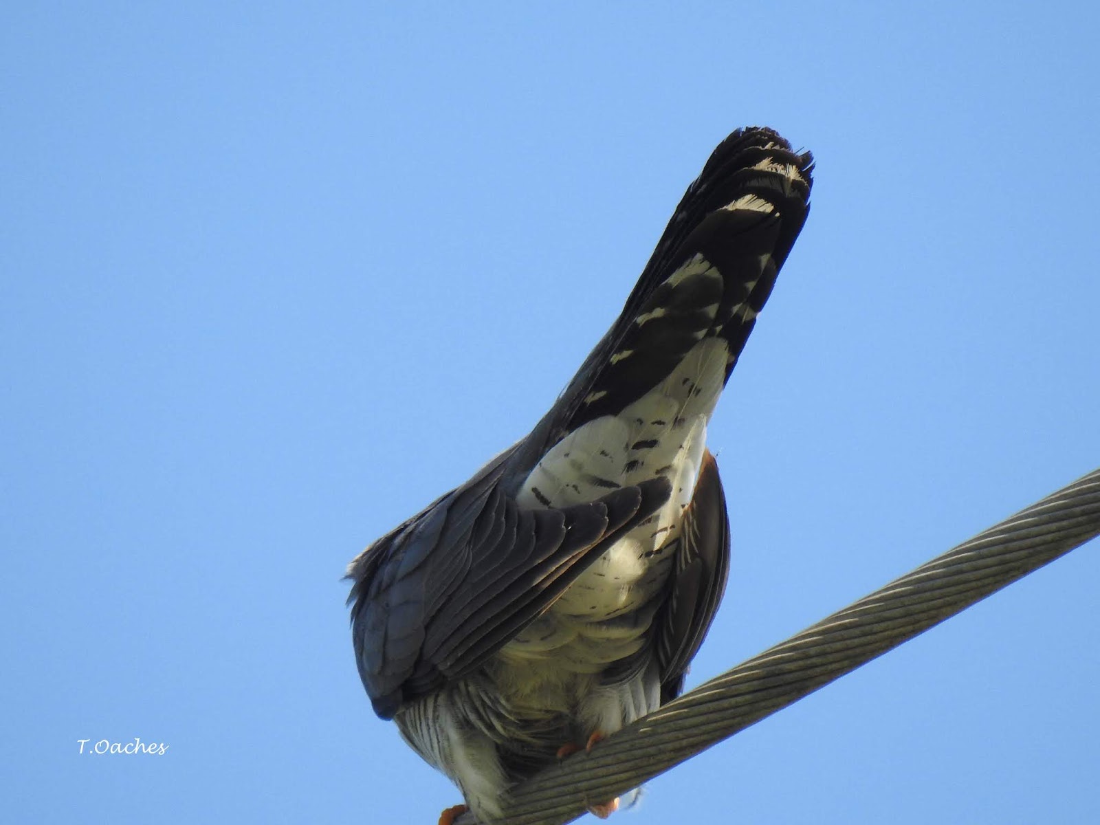 PASARI DIN ROMANIA: CUCUL (1), Cuculus canorus