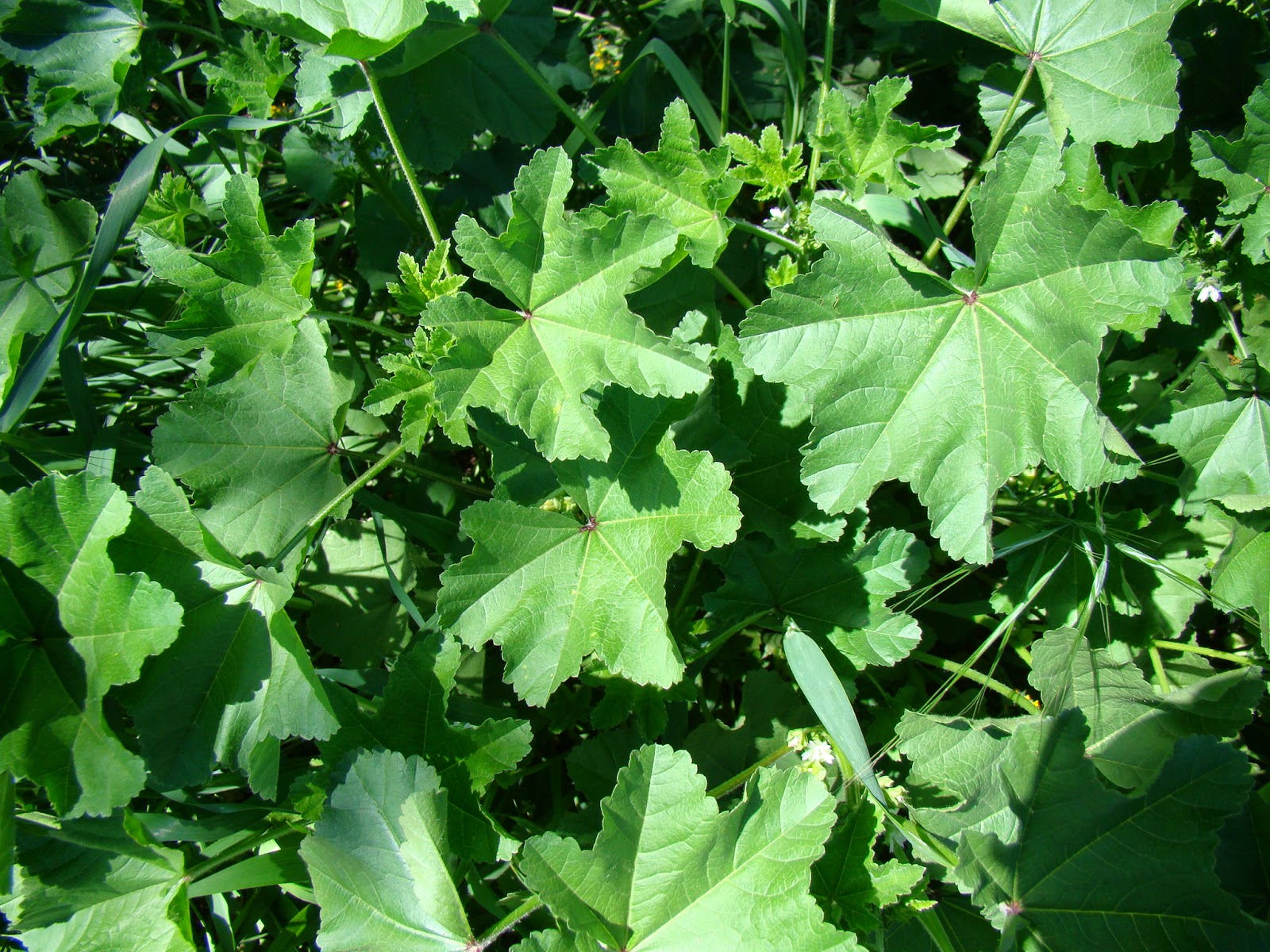 Leaves of Plants: Mallow