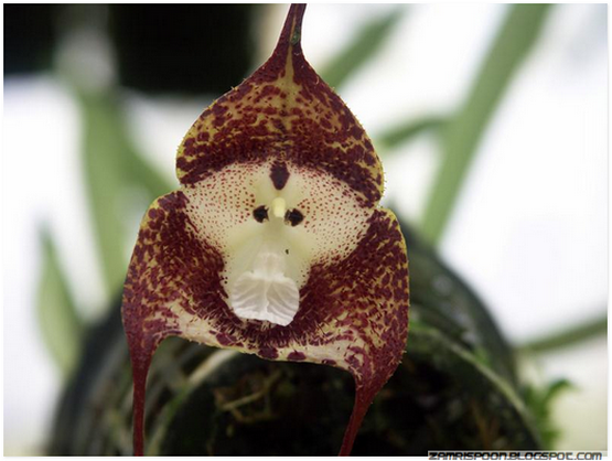 Gaya Terbaru 22+ Bunga Monyet