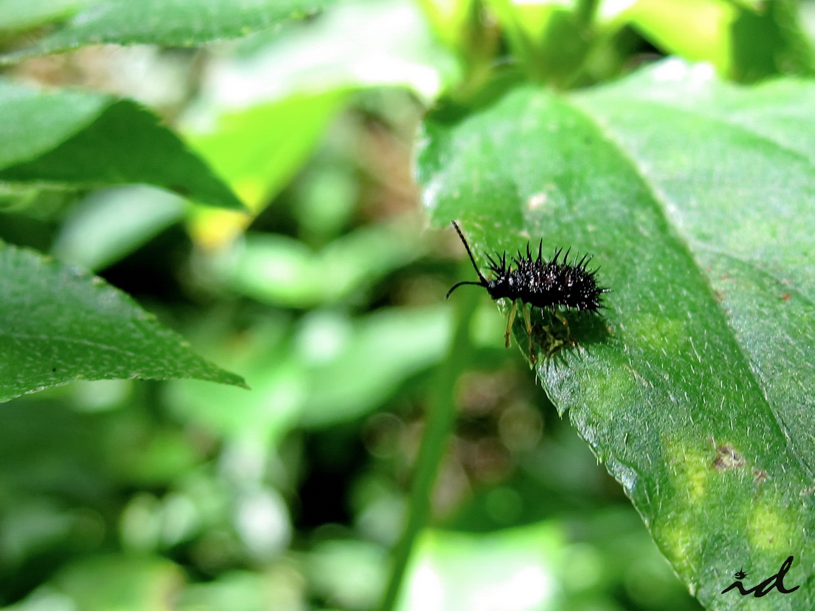 Indonesian Bugs & Others: Spiny Leaf Beetle (Dicladispa armigera) from ...