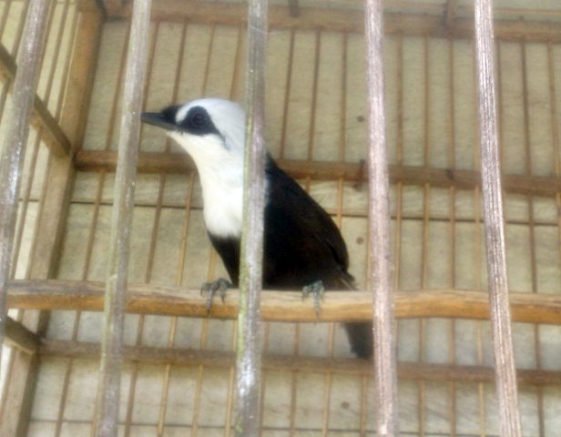 Burung poksay - Ocehan Kenari