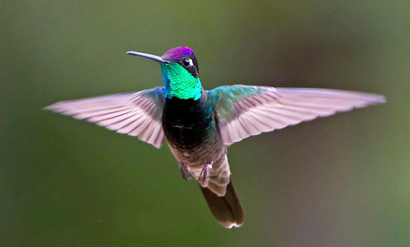 Bellas Aves de El Salvador: Eugenes fulgens (colibrí magnífico)