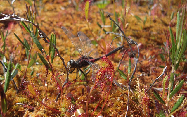 The Deadly Dewdrops of the Drosera ~ Kuriositas
