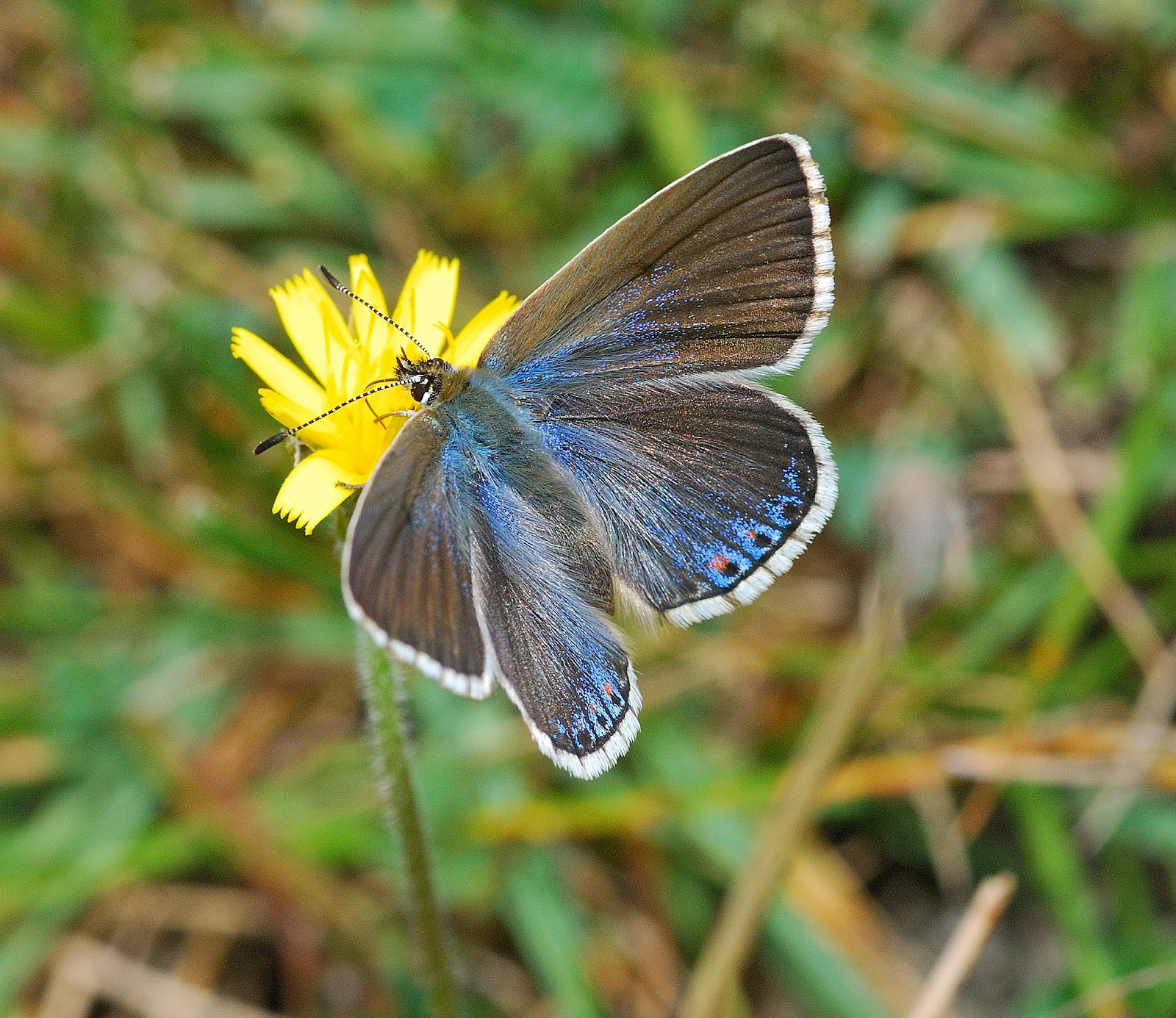 Butterfly Islands: Adonis Blue on Bonchurch Down