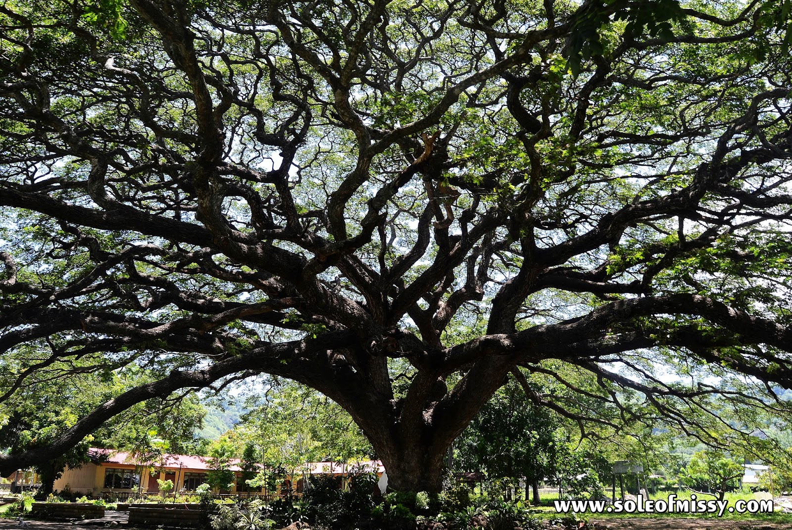 LA UNION | The Land of Endless Summer | Page 9 | SkyscraperCity Forum