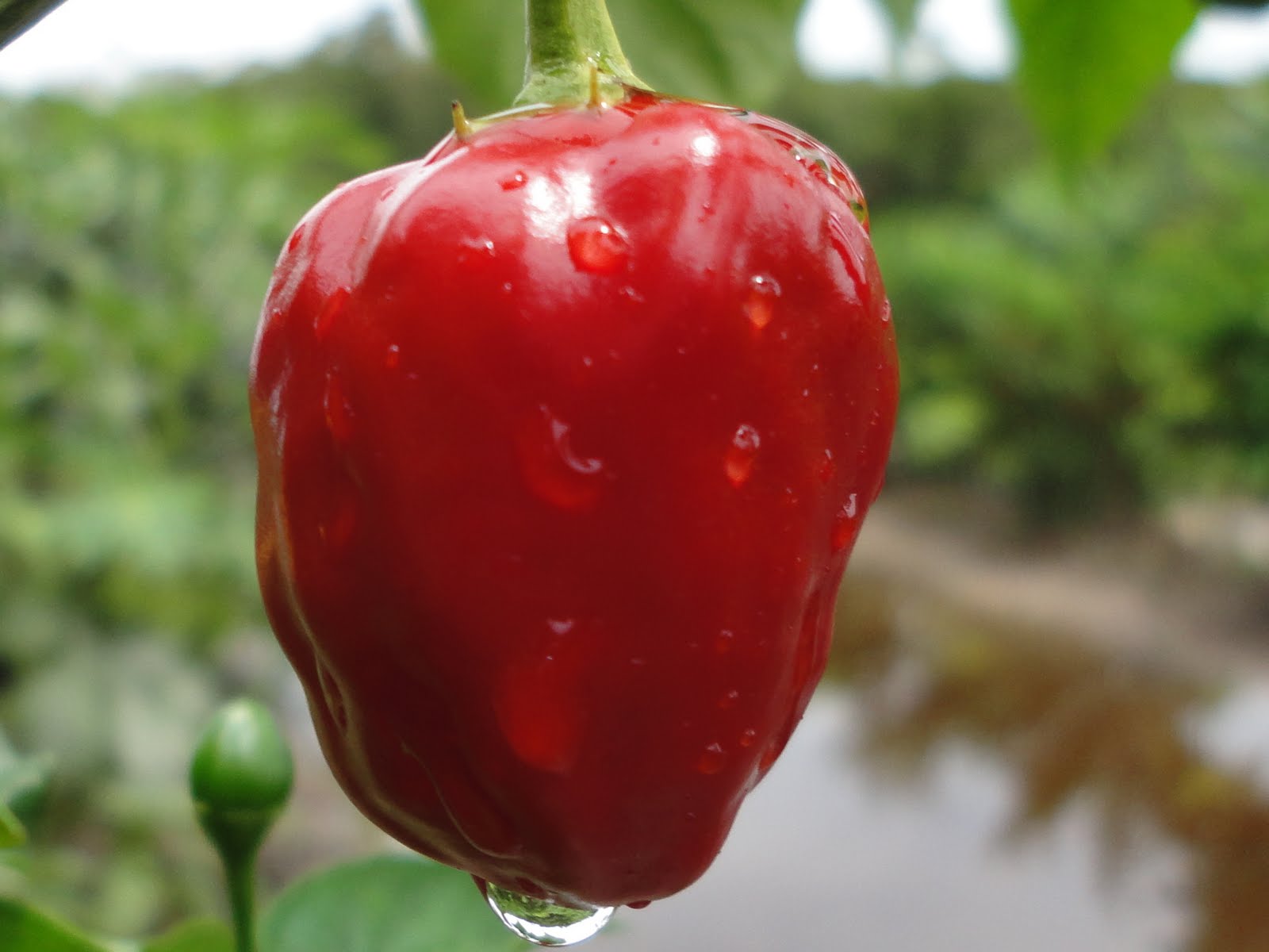 BRAZIL NATURE: PIMENTA - pepper