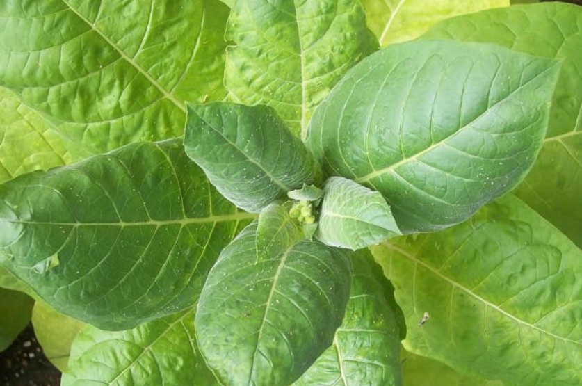 Ilmu Teknologi Pertanian: TEMBAKAU / Tobacco ( Nicotiana tabacum L. )
