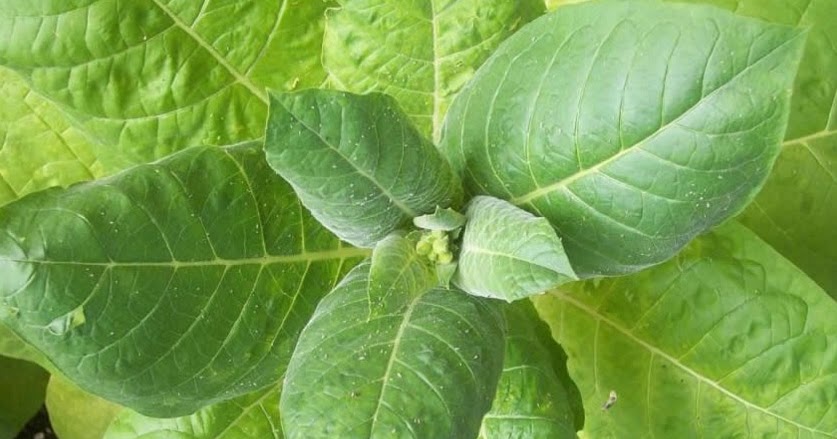 Ilmu Teknologi Pertanian: TEMBAKAU / Tobacco ( Nicotiana tabacum L. )