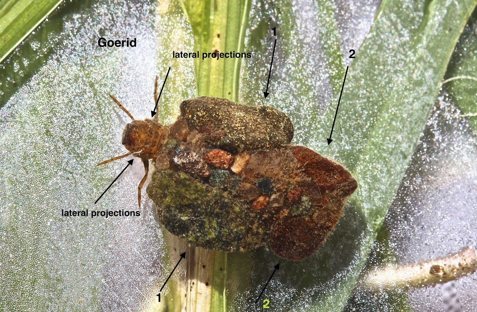 Aquatic Insects of Central Virginia: Case-makers we commonly see in the ...