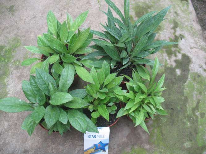 Galeri Agribisnis Solo - Karangpandan-Tawangmangu -Karanganyar: Beda ...