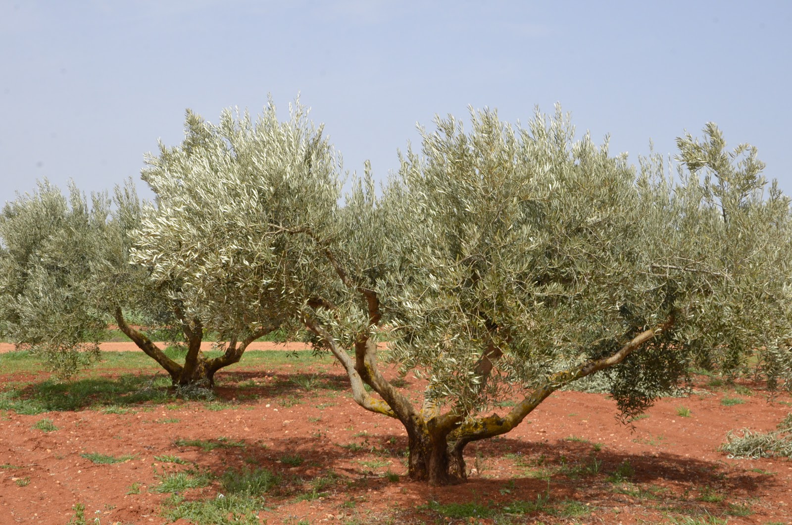 Olive Tree (I). Thinning pruning