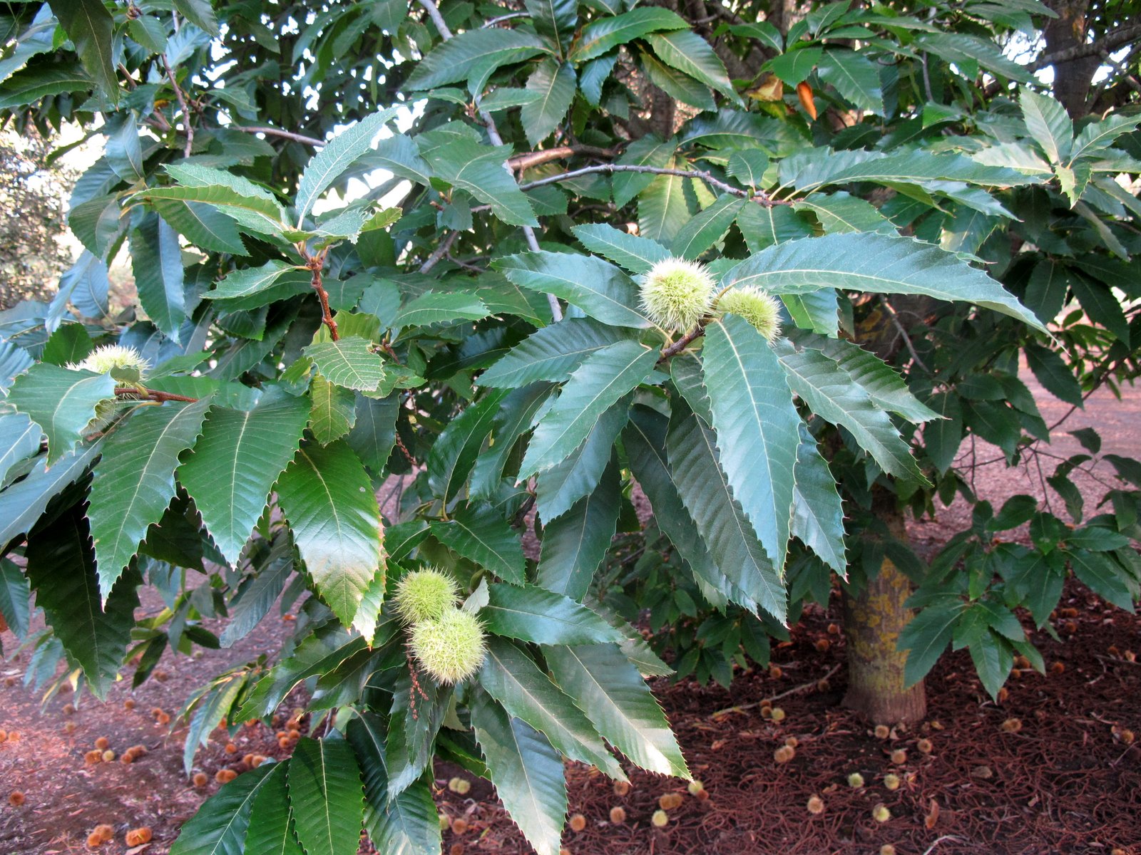 FLORA NEL SALENTO e.. anche altrove: Castanea sativa Mill. - Fagaceae ...