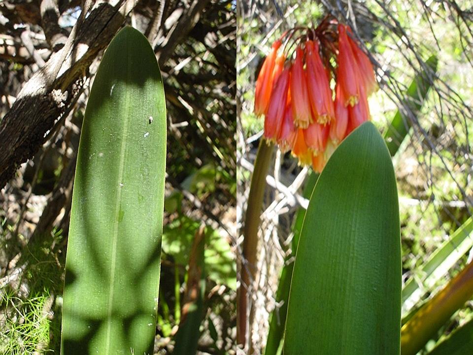 Sharing flower bulb information: Clivia mirabilis - a photographic ...