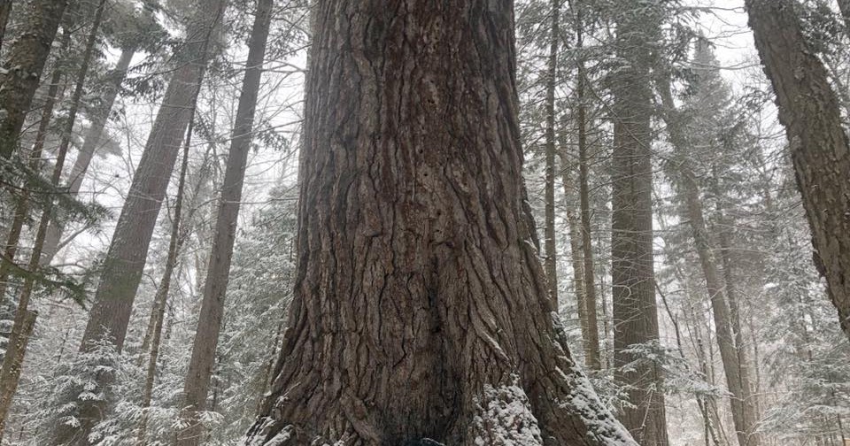 Ecology of Appalachia: The 1675 Grove: A Virgin White Pine Forest