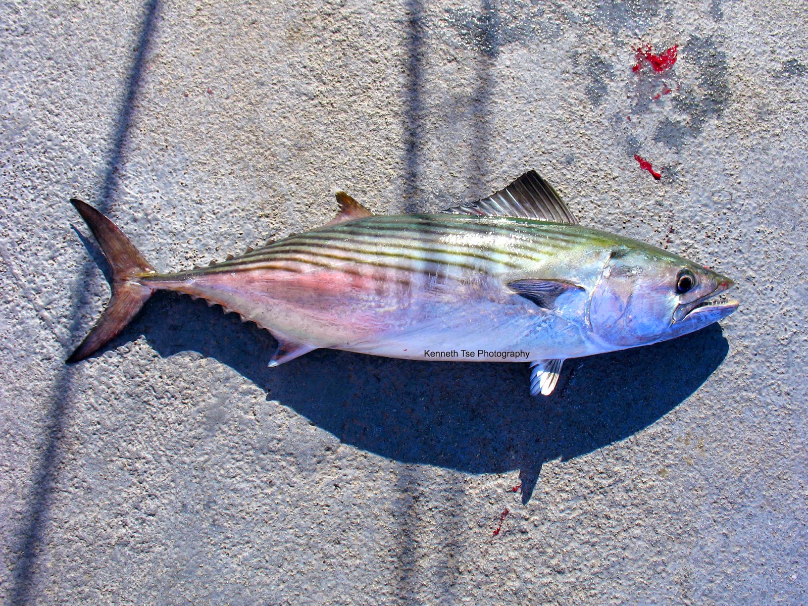 MuskieBait Adventures: 2014 New Jersey Inshore Fun (Day 2)