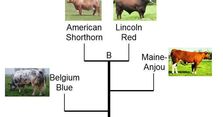 A Steak in Genomics™