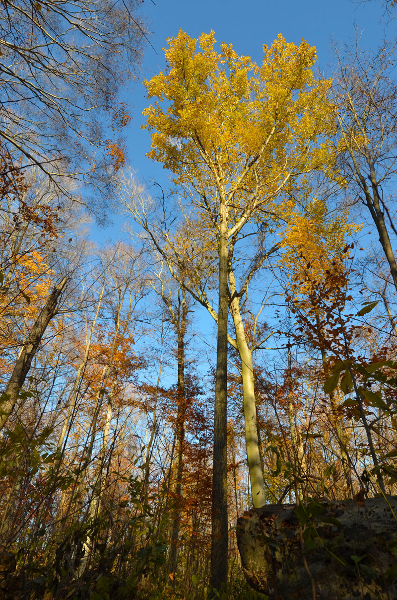 Birding Is Fun!: Fall Color and Cedar Waxwings...