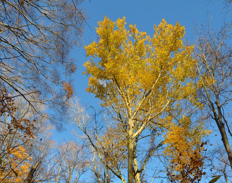 Birding Is Fun!: Fall Color and Cedar Waxwings...