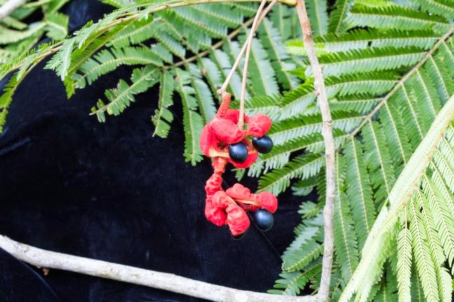 Flora de Puerto Rico Ilustrada Papo Vives: Mimosoideae COJOBA ARBOREA ...