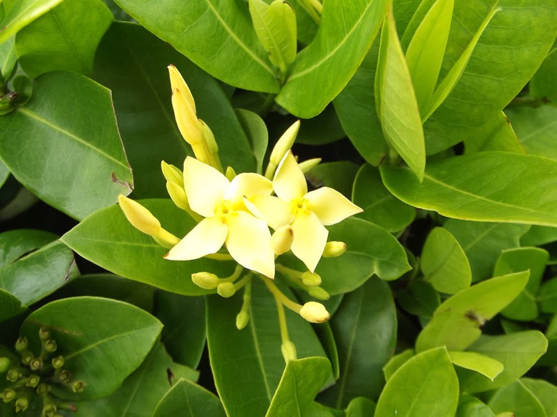 Siantan with yellow color