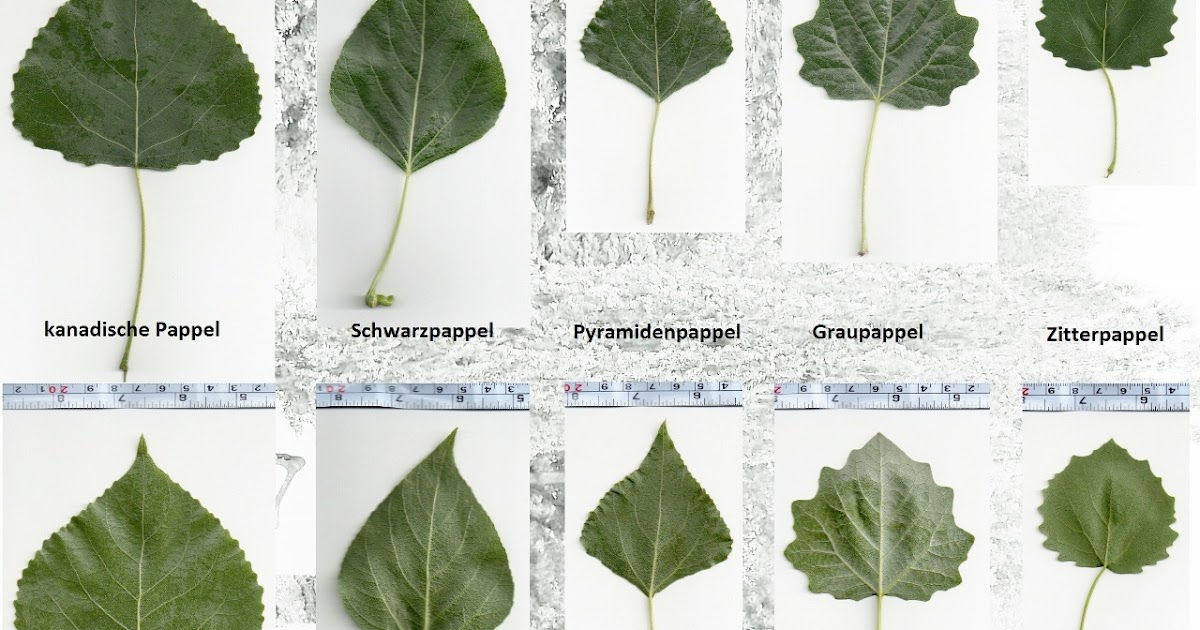 BGFAS Botanischer Garten Berlin-Lichtenberg Frankfurter Allee Süd (FAS ...