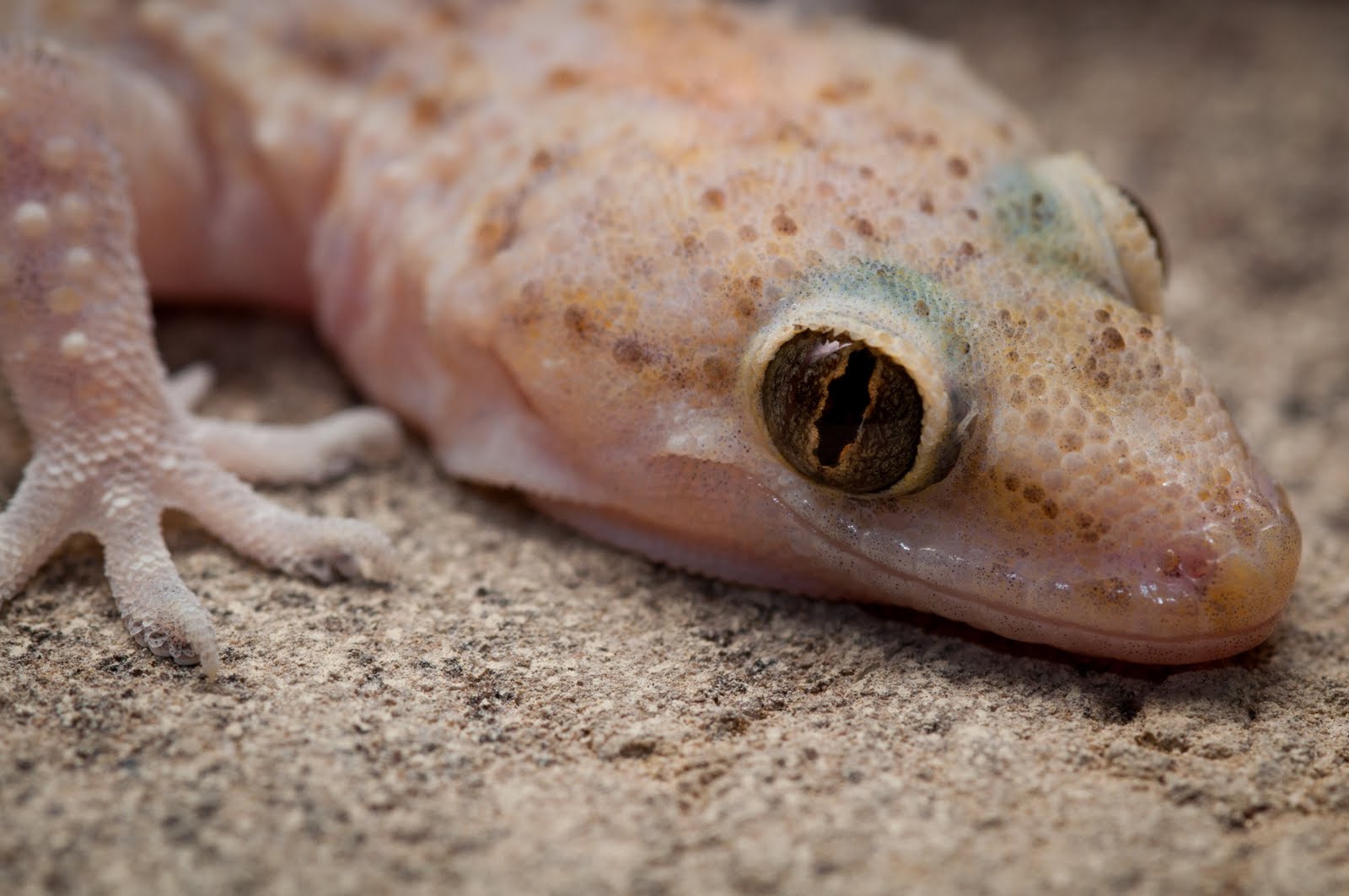 bgrohman photo: Lizard Face
