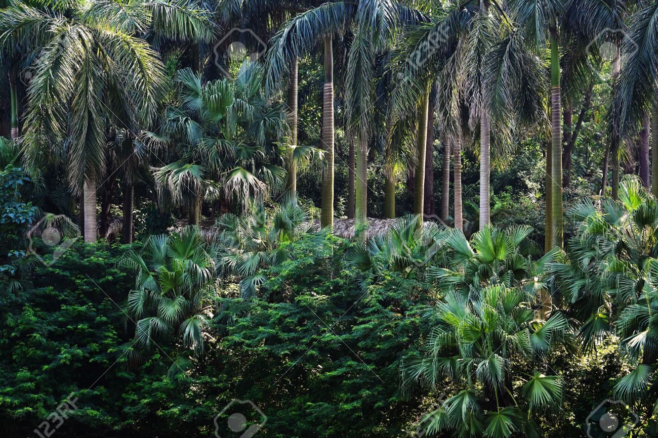 fundacionideagenial: REFLEXIÓN SOBRE EL RECURSO BOSQUE