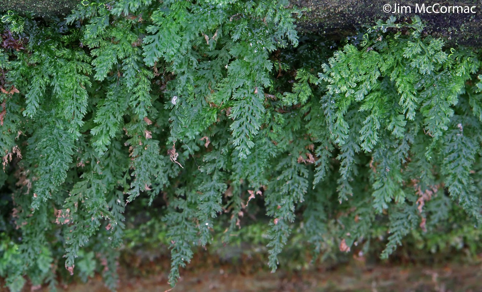 Ohio Birds and Biodiversity: Appalachian Filmy Fern, a rarity indeed